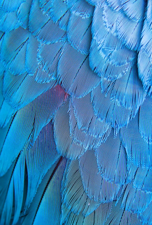 Blue Feathers Bird Macaw - Free photo on Pixabay