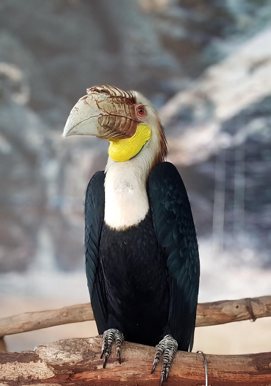 Calao Couronné Oiseau Animal - Photo gratuite sur Pixabay