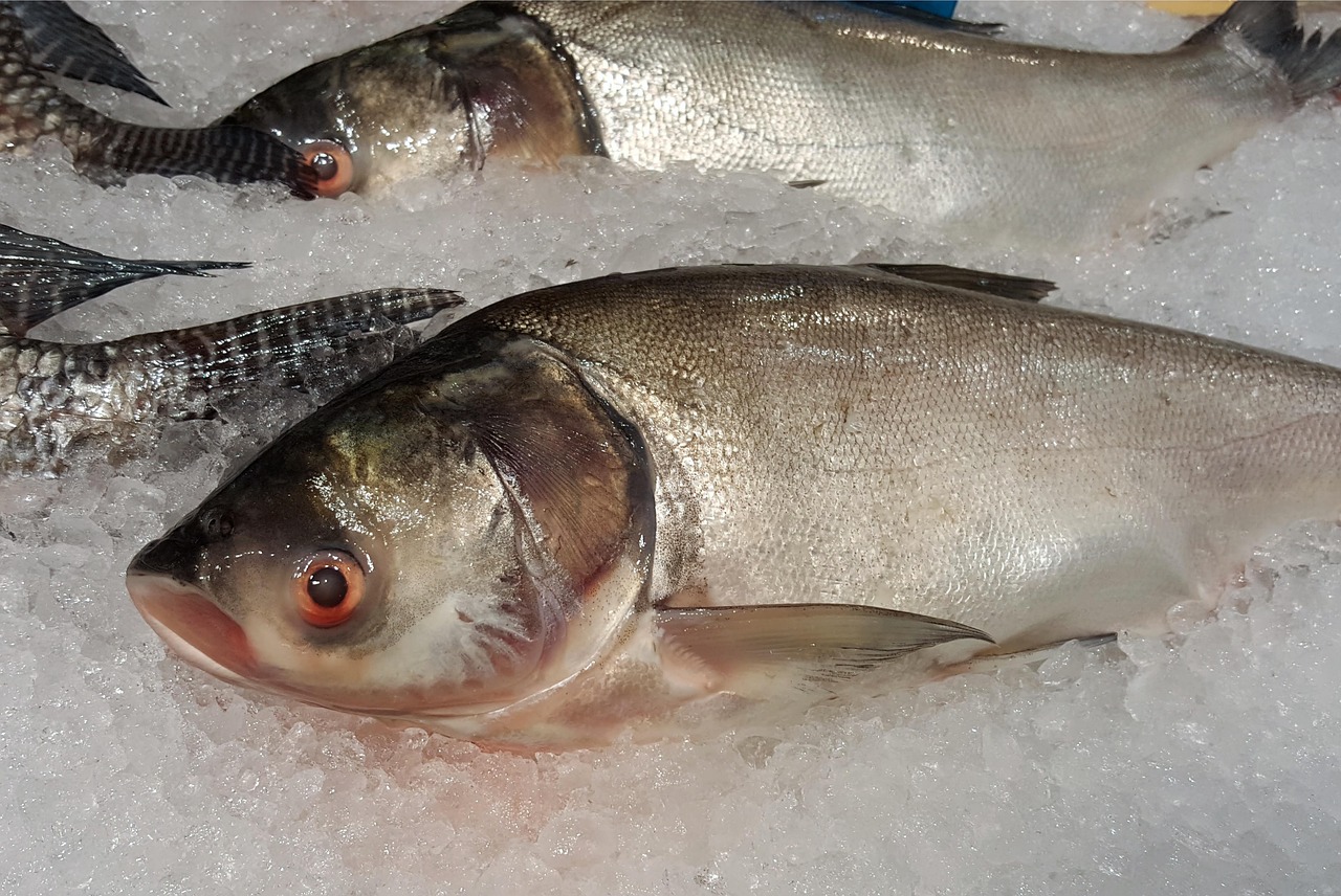 Fische Frischer Fisch Markt - Kostenloses Foto auf Pixabay - Pixabay