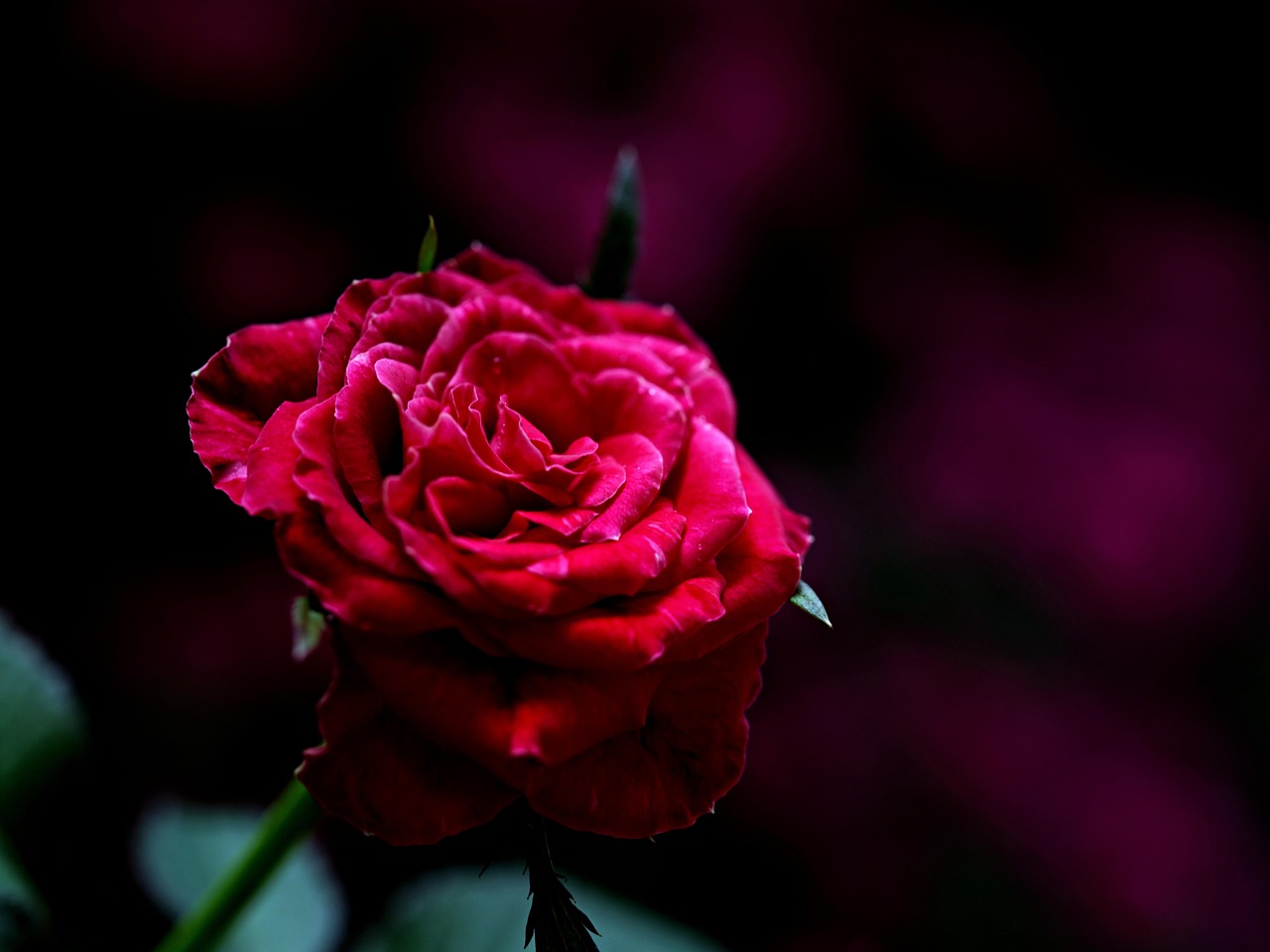Flower Rose Red - Free photo on Pixabay - Pixabay