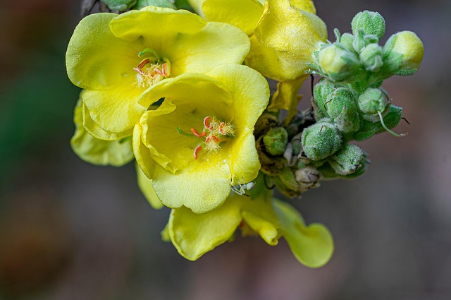 Flores De Color Amarillo - Foto gratis en Pixabay - Pixabay