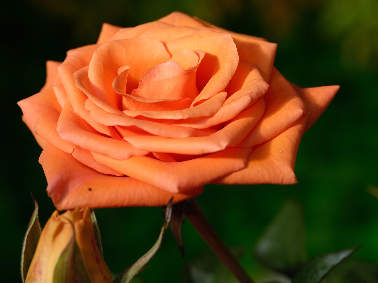 Fleur Rose Flore - Photo gratuite sur Pixabay - Pixabay