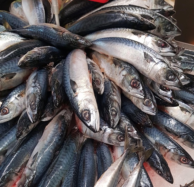 Cavalinha Peixe Comida - Foto gratuita no Pixabay - Pixabay
