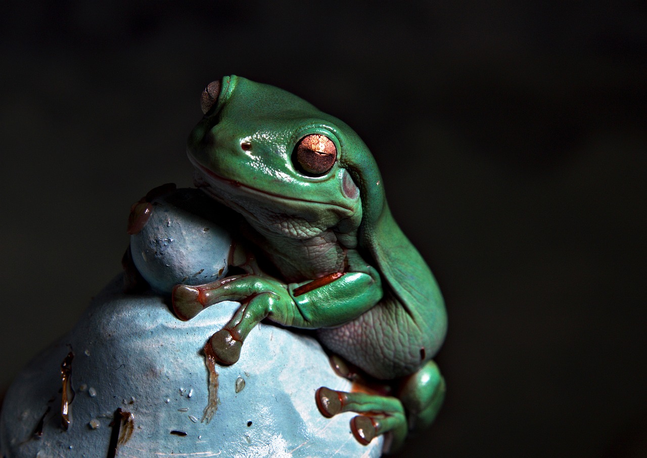 Mais de 60 fotos gratuitas de Pererecas e Natureza - Pixabay