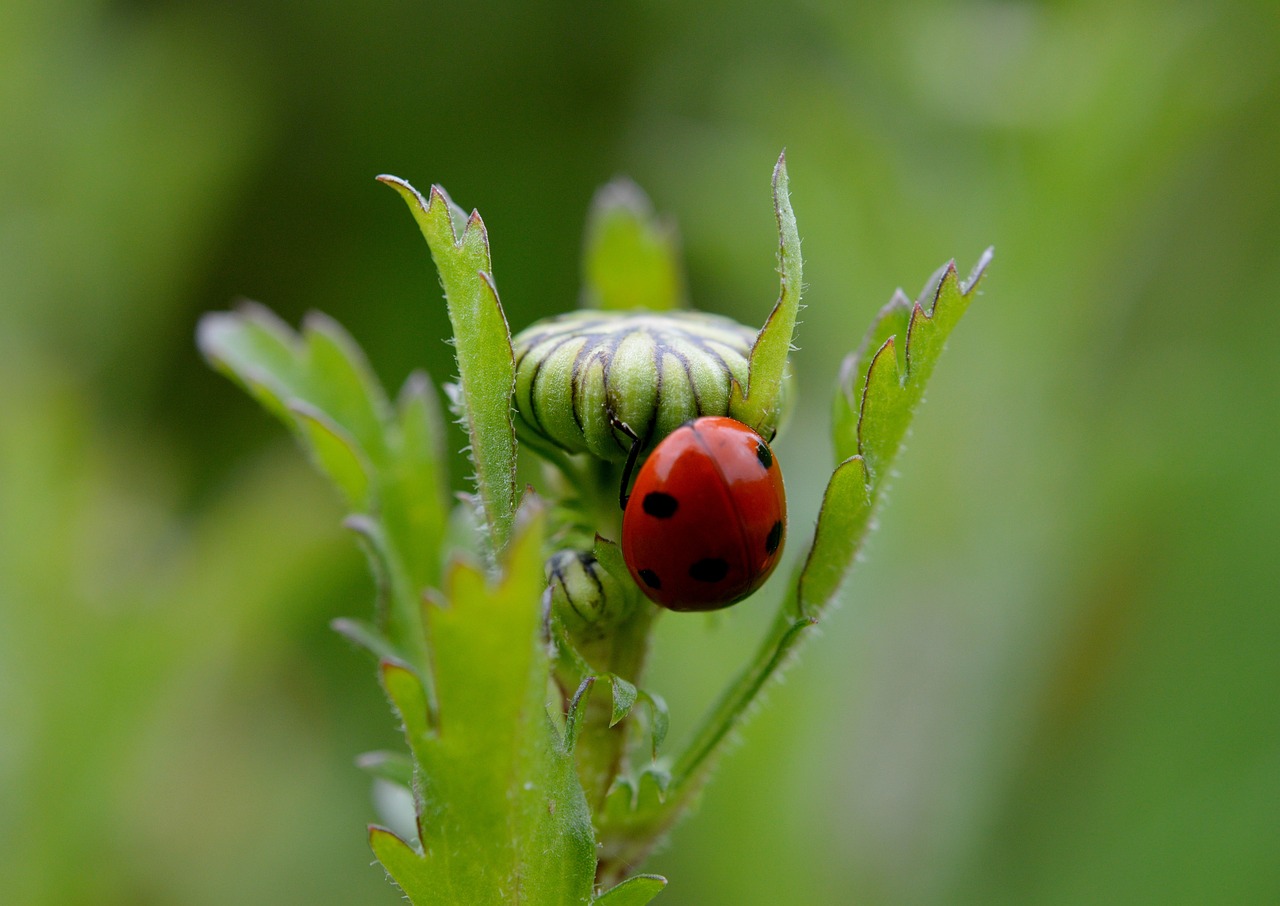 Ladybird Insect Entomology - Free photo on Pixabay - Pixabay
