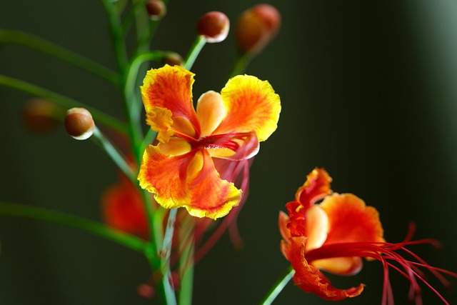 Peacock Flowers Pistil - Free photo on Pixabay - Pixabay