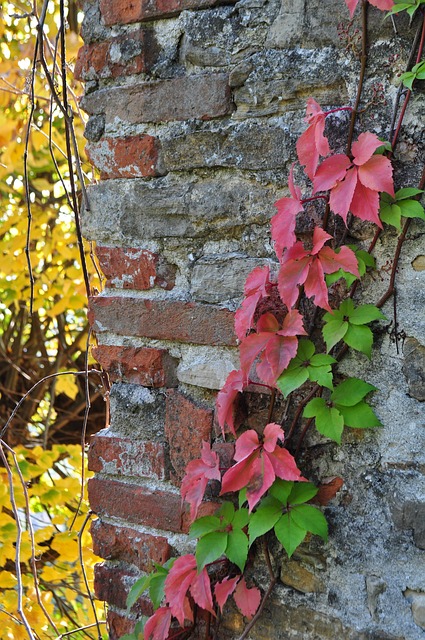 Ivy Autumn Nature - Free photo on Pixabay - Pixabay