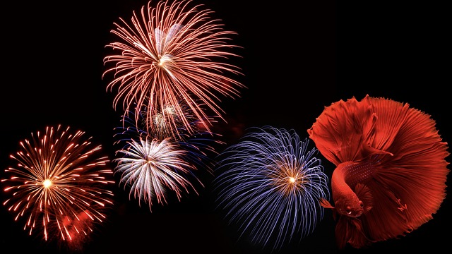 Fish Fireworks Celebration New - Free photo on Pixabay - Pixabay