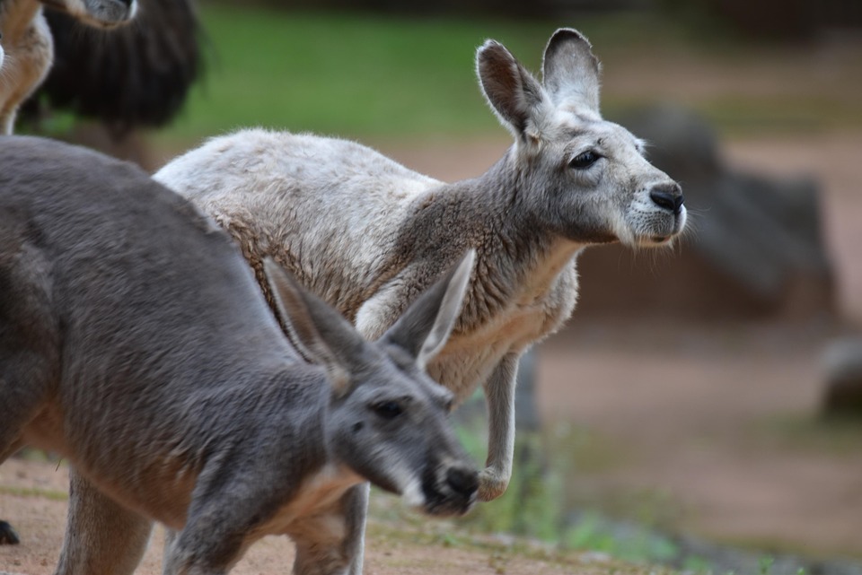 Animal Kangaroo Marsupial - Free photo on Pixabay - Pixabay
