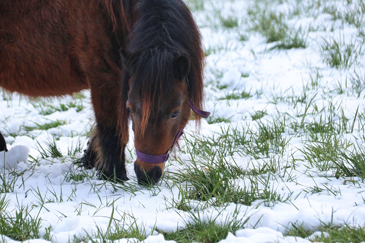 Cavalo Animal Equino - Foto gratuita no Pixabay - Pixabay