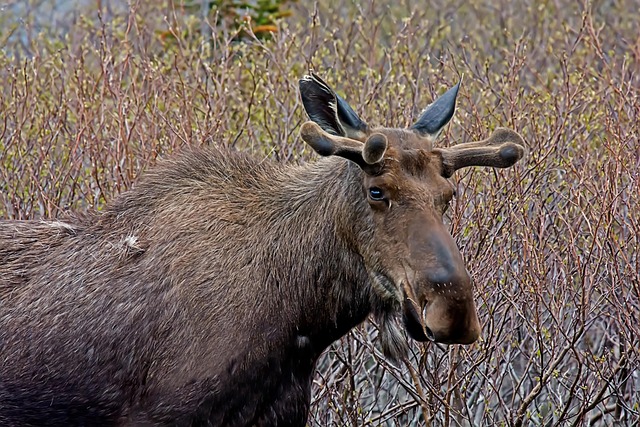 Animal Orignal Mâle Mammifère - Photo gratuite sur Pixabay - Pixabay