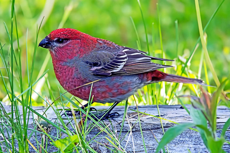 Pine Grosbeak Bird Animal - Free photo on Pixabay
