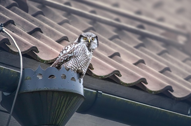 Northern Hawk-Owl Owl Bird - Free photo on Pixabay - Pixabay