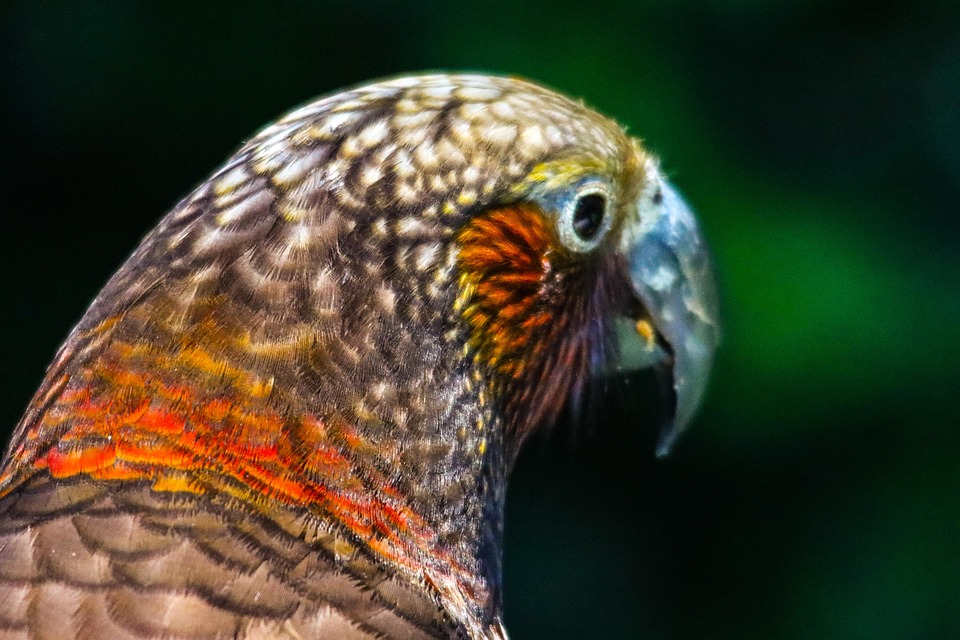 Parrot Bird Animal - Free photo on Pixabay