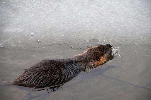 400+ Free Nutri & Rodent Images