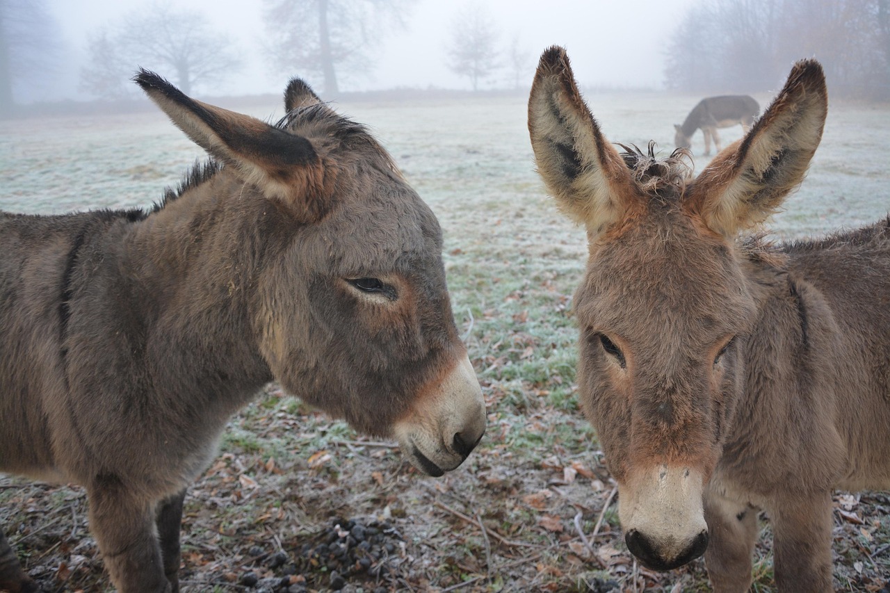 Animal Mammals Donkeys - Free photo on Pixabay