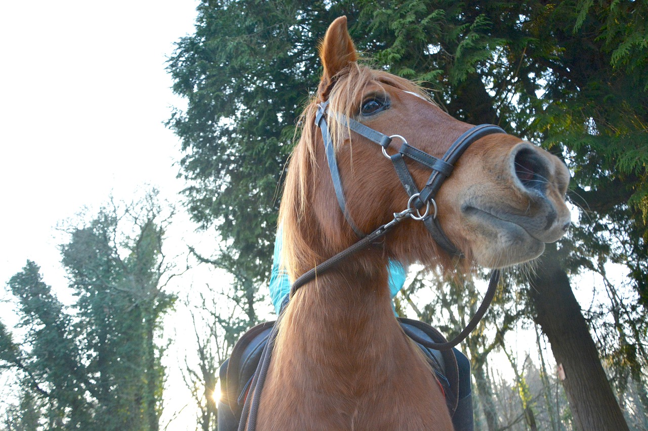 Caballo Animal Equino - Foto gratis en Pixabay - Pixabay