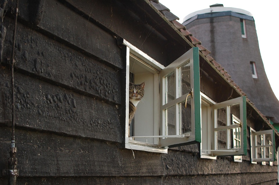 Cat House Feline - Free photo on Pixabay