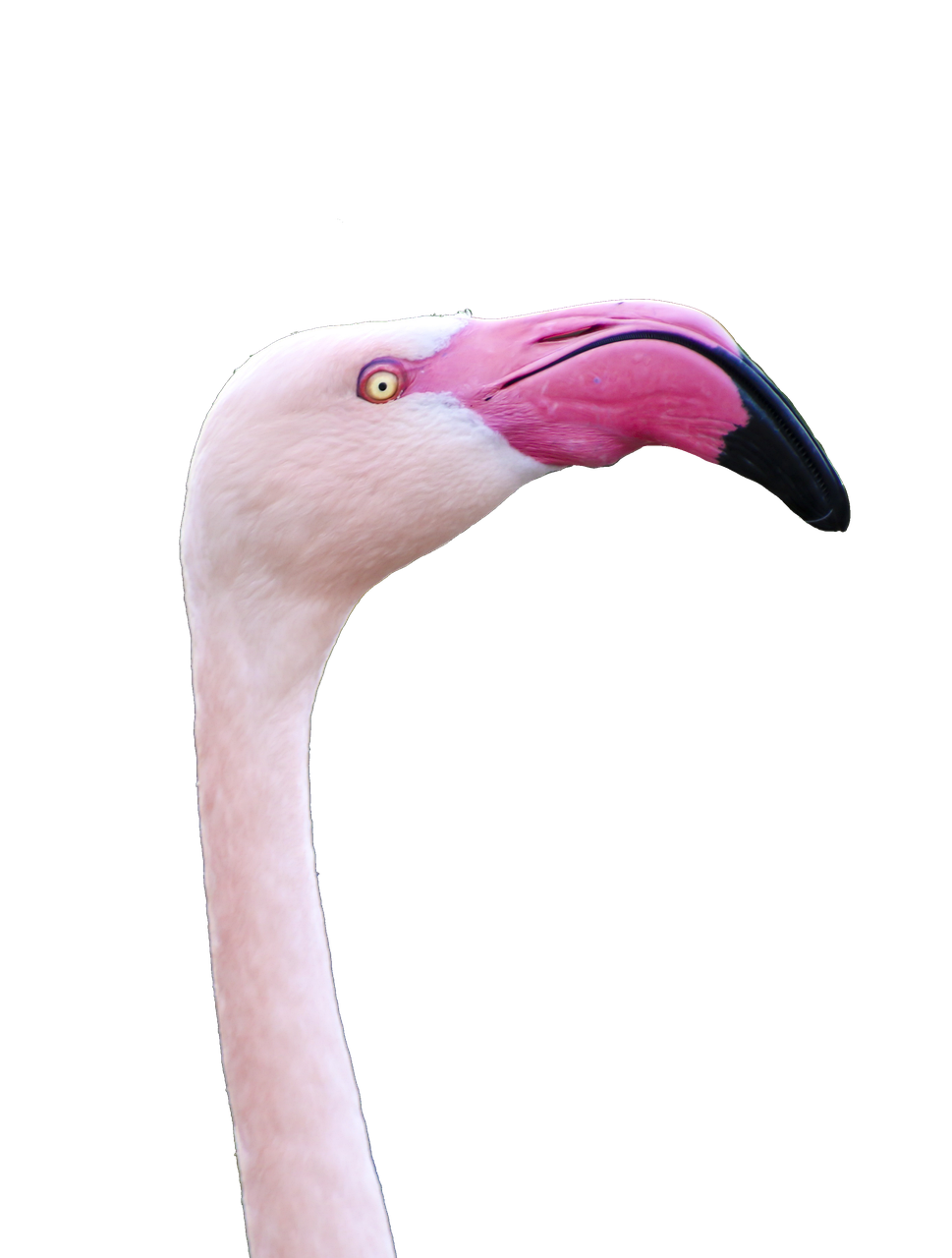 Download Flamingos, Birds, Animals. Royalty-Free Stock Illustration ...