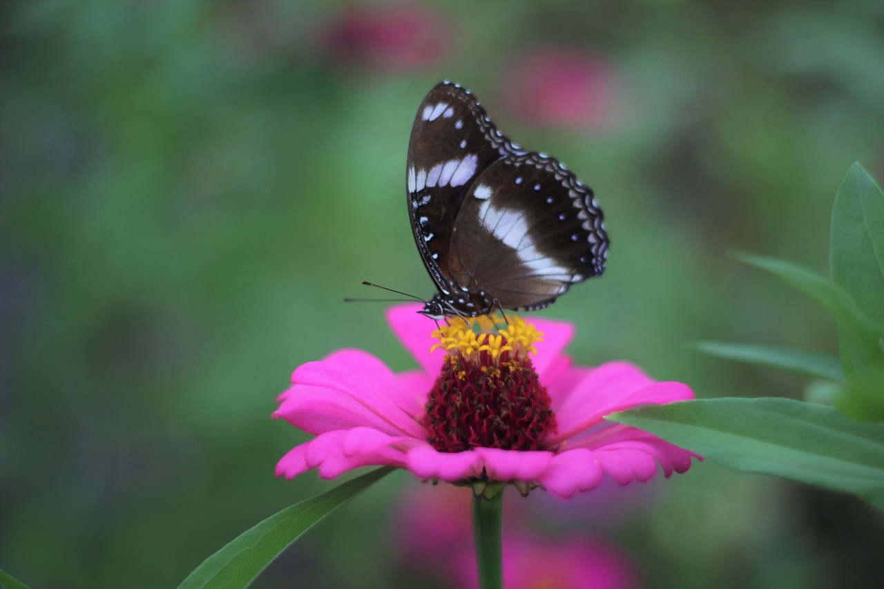 Fleur Papillon Pollinisation - Photo gratuite sur Pixabay - Pixabay