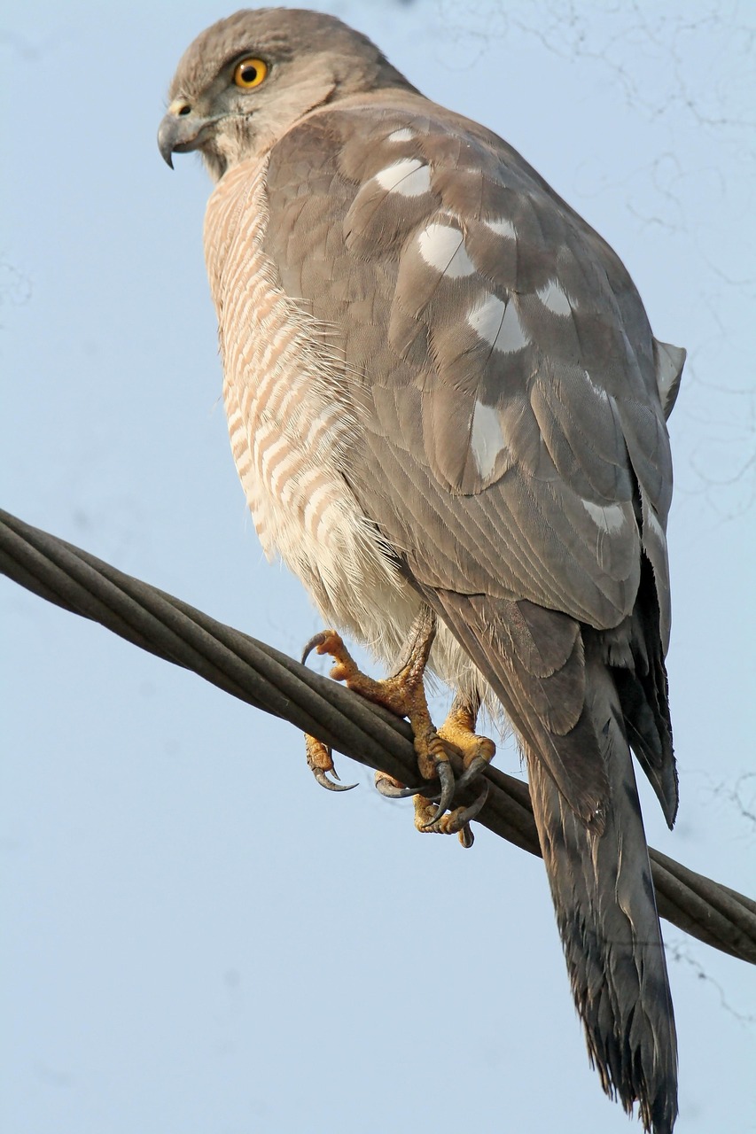 Bird Perched Animal Of - Free photo on Pixabay