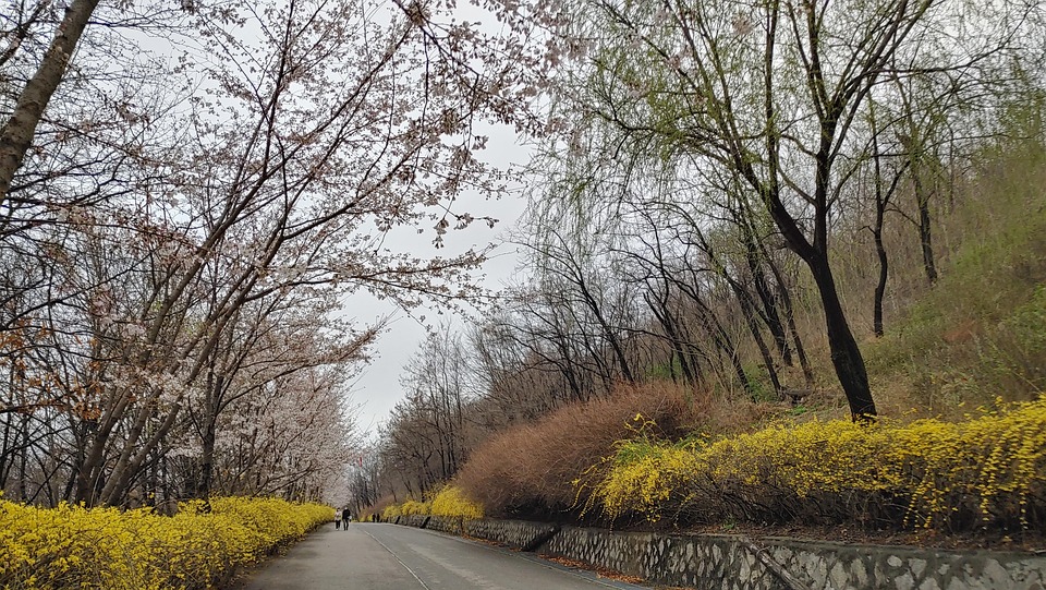 Road Trees Park - Free photo on Pixabay