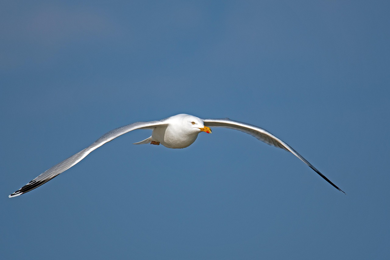 Gull Bird Flying - Free photo on Pixabay