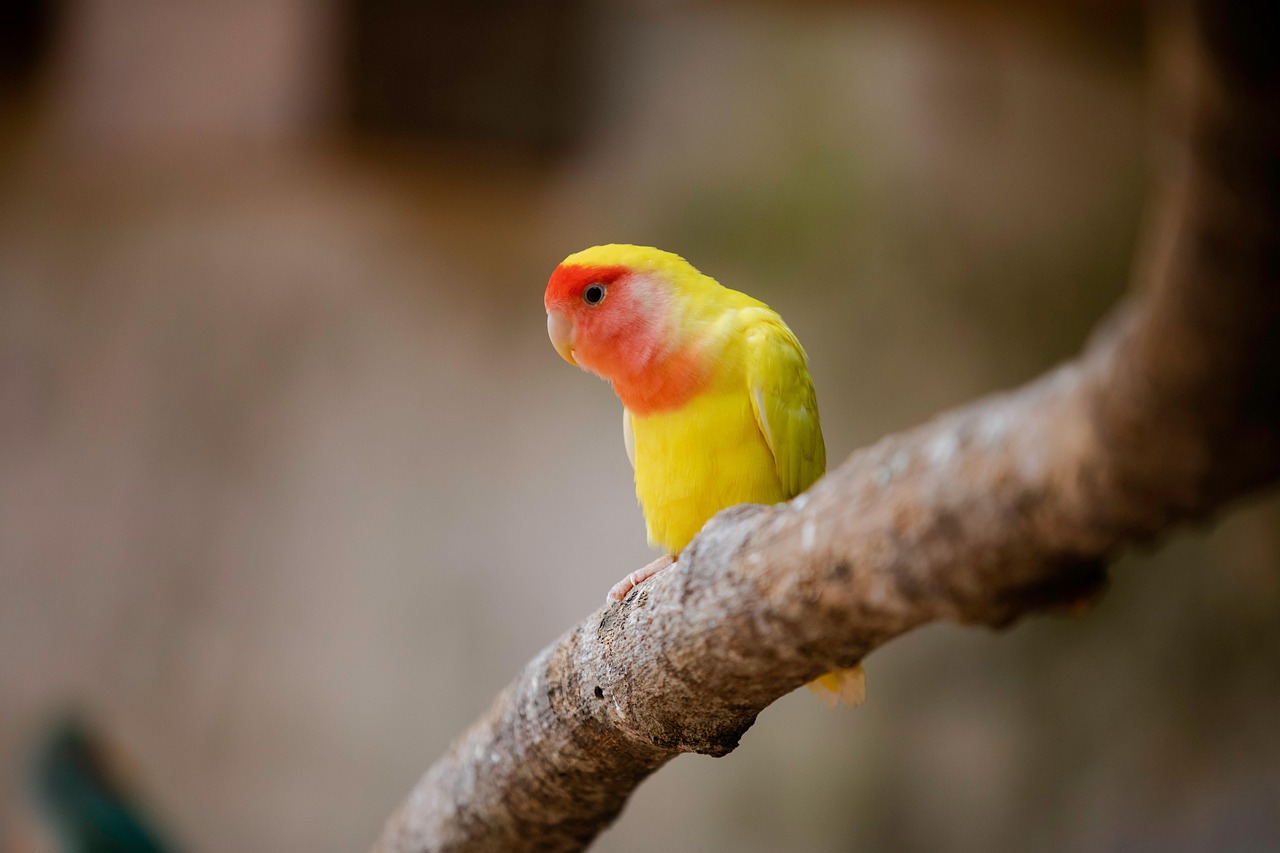 100+ Free Lovebirds & Nature Images - Pixabay