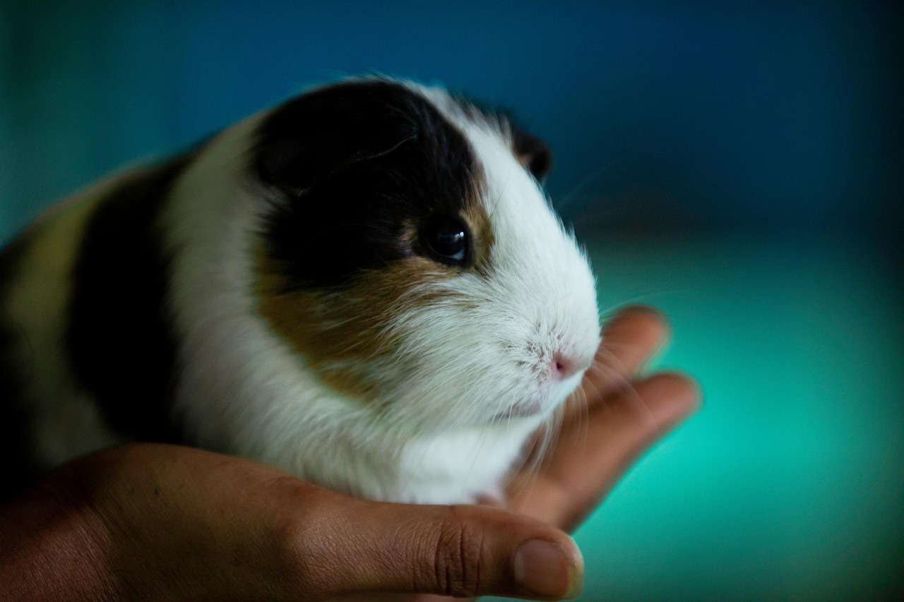 Guinea Pig Rodent Domestic - Free photo on Pixabay - Pixabay