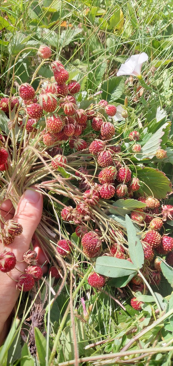 Frutos Silvestres Baga - Foto gratuita no Pixabay - Pixabay