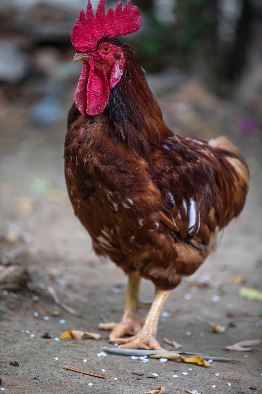 Ayam Jantan Induk - Foto gratis di Pixabay - Pixabay