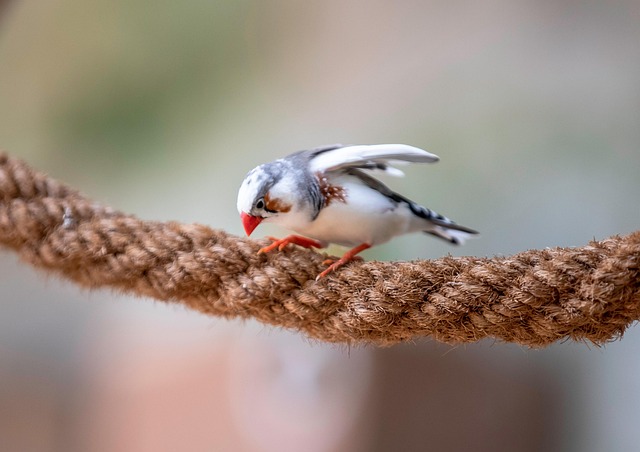 Bird Zebra Finch Ornithology - Free photo on Pixabay