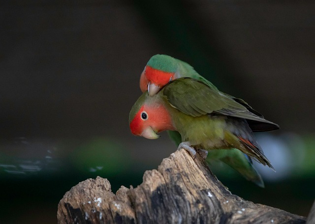 Aves Loros Ornitología - Foto gratis en Pixabay