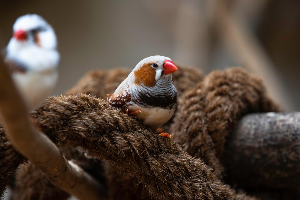Love Bird Burung Duduk - Foto gratis di Pixabay