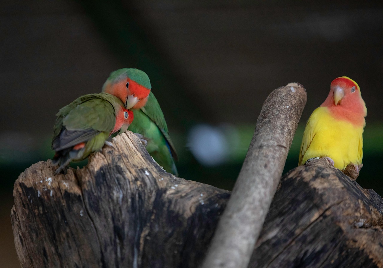 100+ Free Lovebird & Nature Images - Pixabay
