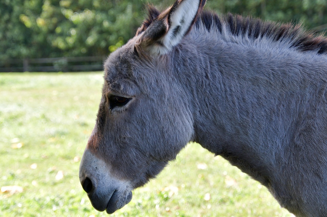 50,000+ Free Gray Donkey & Donkey Images - Pixabay
