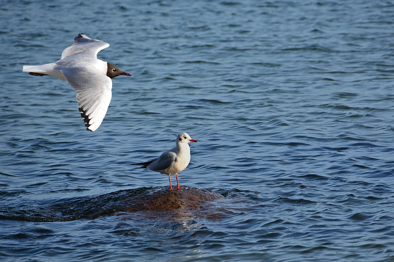 Seagulls Gull Coast - Free photo on Pixabay