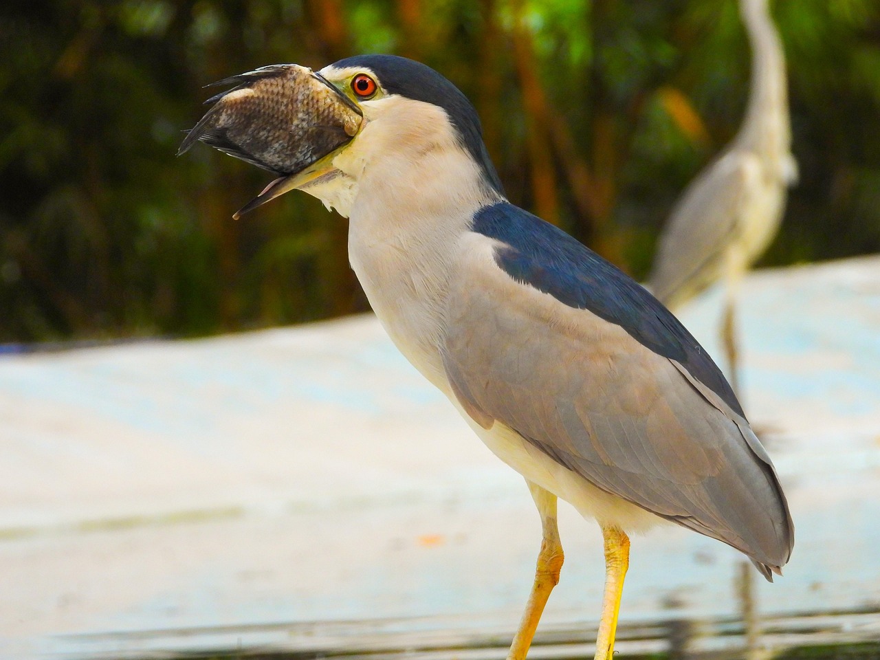 Black-Crowned Night Heron Nehru - Free photo on Pixabay