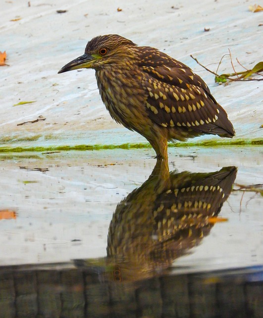 Garza Pájaro Animal Fauna - Foto gratis en Pixabay - Pixabay