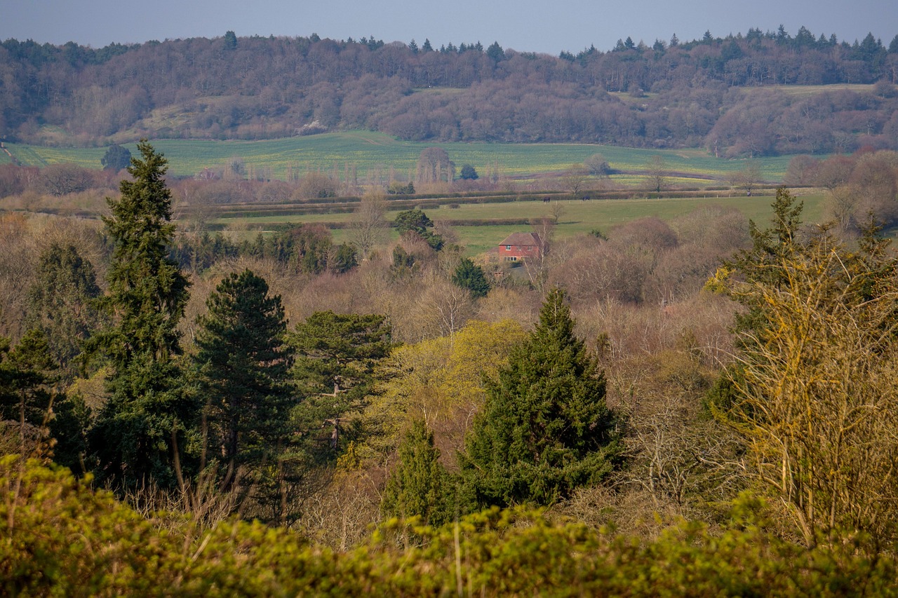 Des Arbres Nature En Plein Air - Photo gratuite sur Pixabay - Pixabay