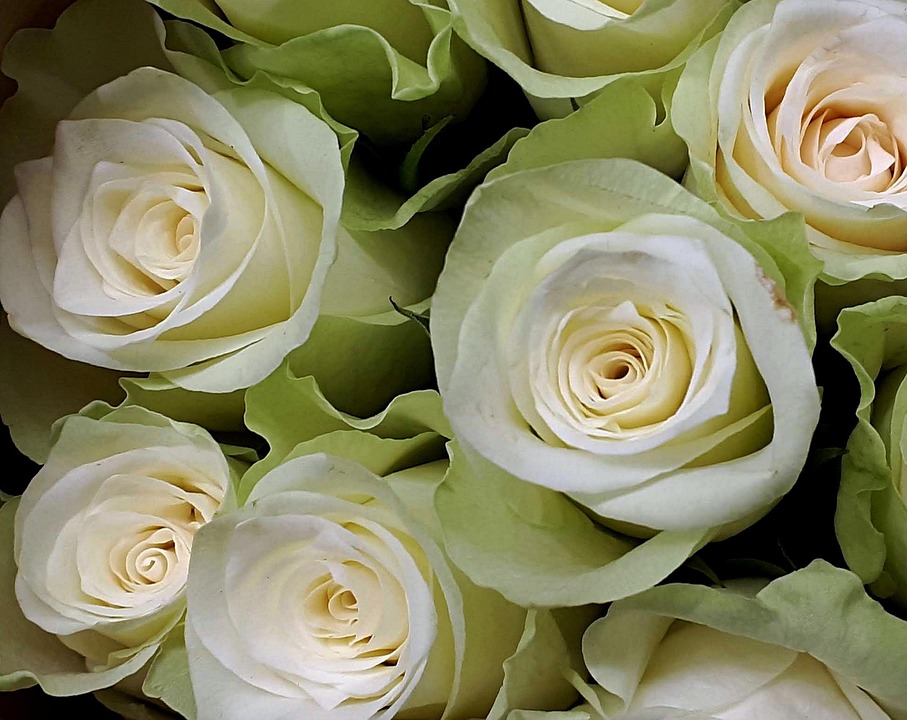 Des Roses Fleurs Blanche - Photo gratuite sur Pixabay - Pixabay