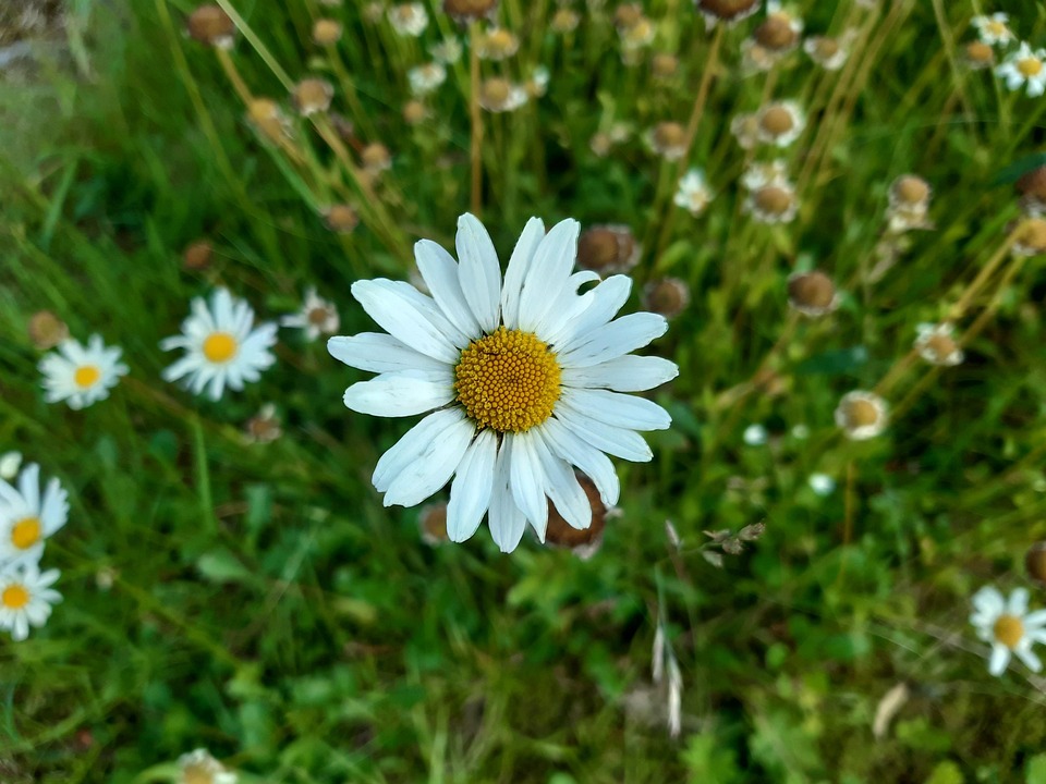 Natureza Flor Margarida - Foto gratuita no Pixabay - Pixabay