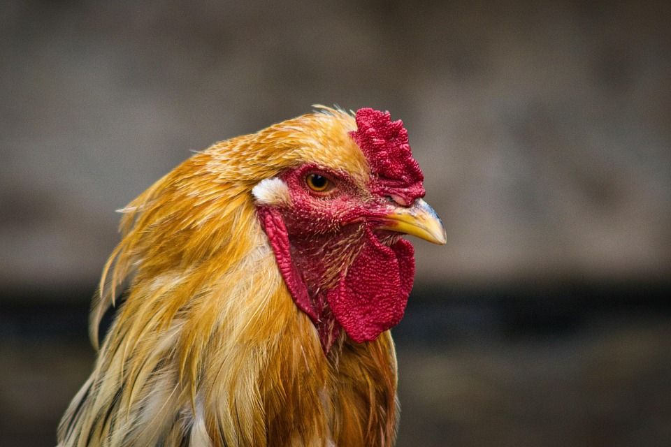 Gallo Pollo Pájaro Aves De - Foto gratis en Pixabay