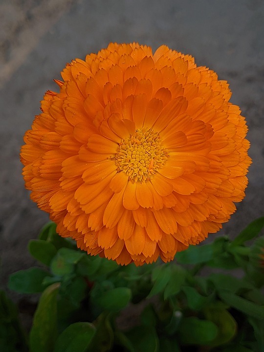 Souci Fleur Plantes Pot - Photo gratuite sur Pixabay - Pixabay