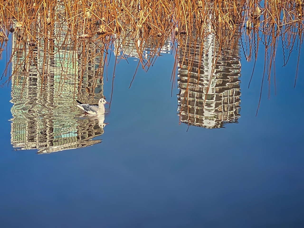 Shinobazu Pond Ueno Park Taito - Free photo on Pixabay - Pixabay