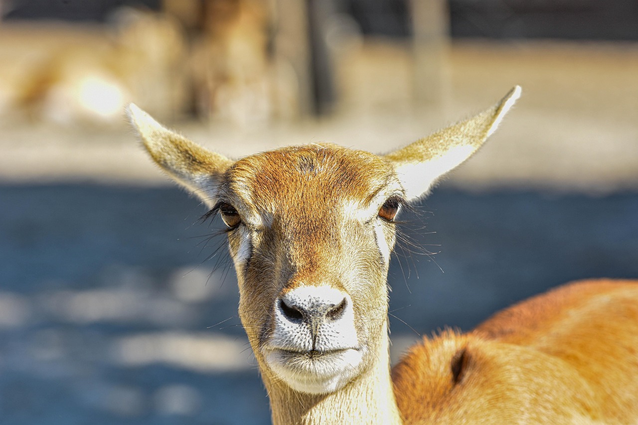 Animal Safári - Foto gratuita no Pixabay - Pixabay