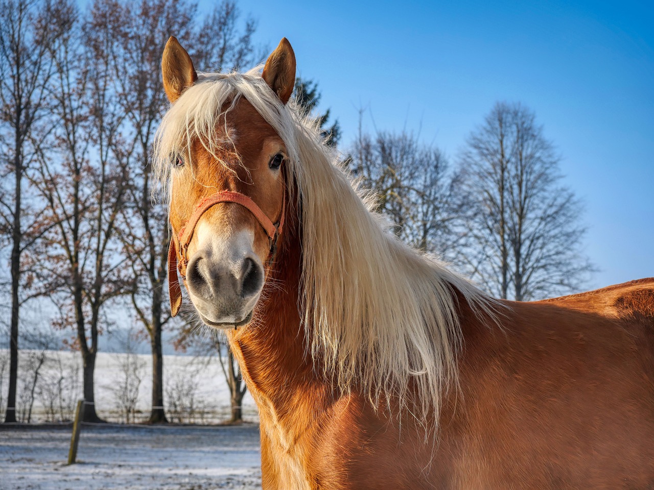 Horse Animal Mane - Free photo on Pixabay