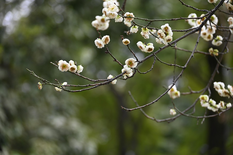 Flower Plum Blossom Tree - Free photo on Pixabay
