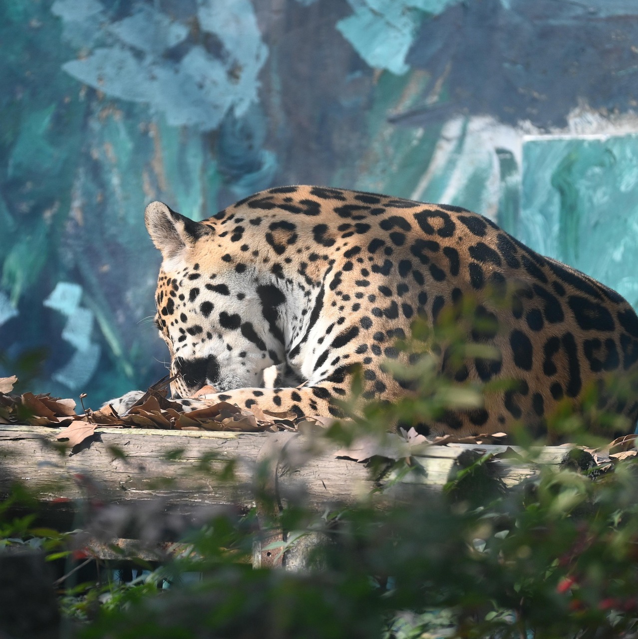 Animal Leopardo Mamífero - Foto gratuita no Pixabay - Pixabay