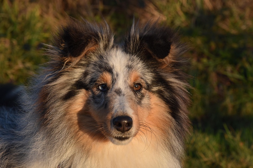 Dog Canine Sheyland Sheepdog - Free photo on Pixabay - Pixabay